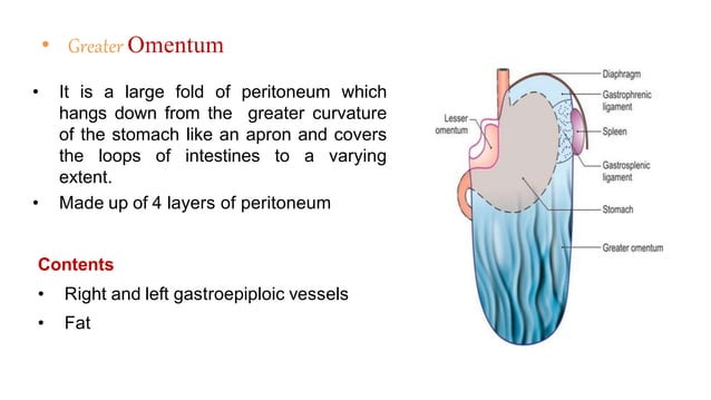 Omentum.pptx