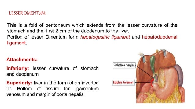 Omentum.pptx