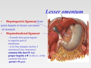 Omentum.pptx
