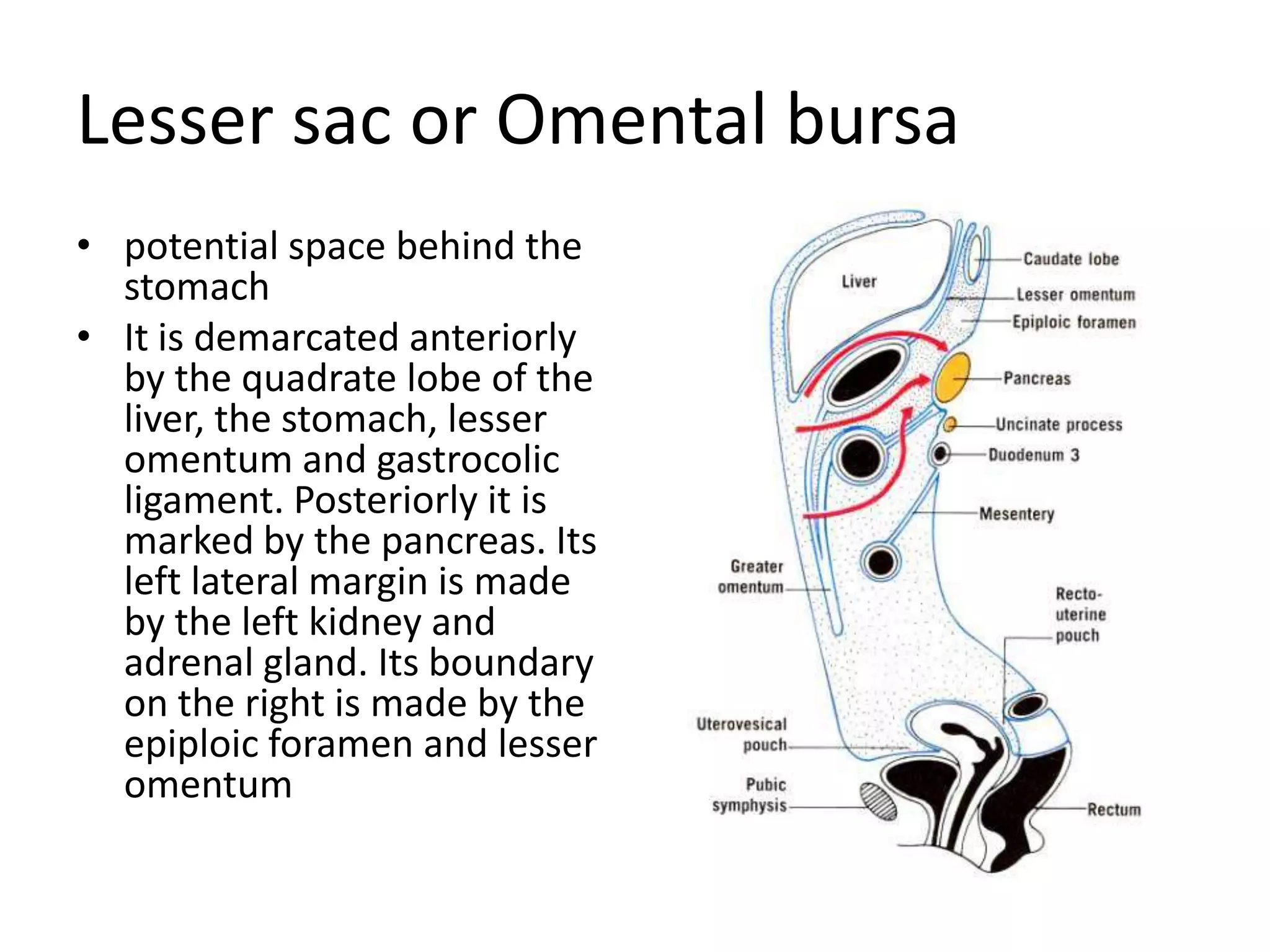 Omentum – anatomy, pathological conditions and surgical importance | PPTX