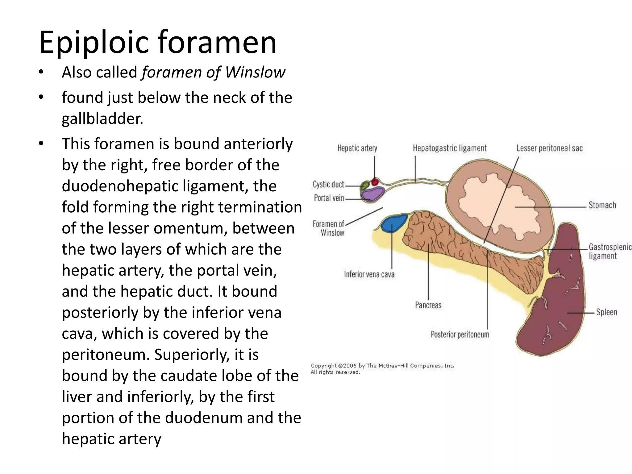 Omentum – anatomy, pathological conditions and surgical importance | PPTX