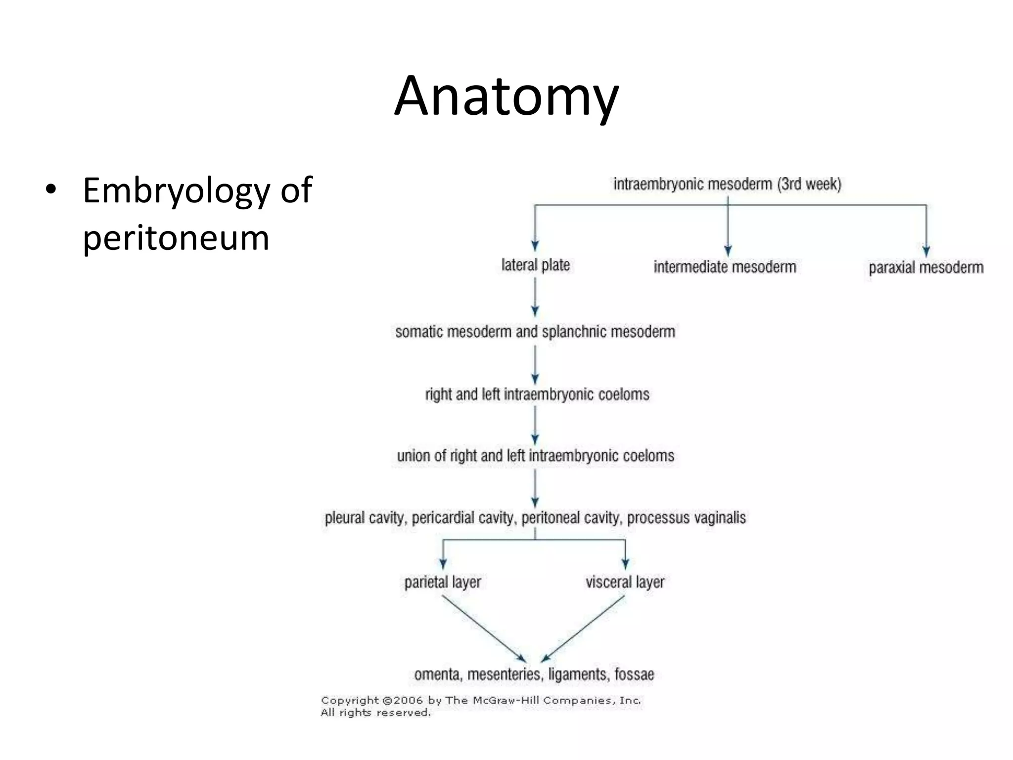 Omentum – anatomy, pathological conditions and surgical importance | PPTX