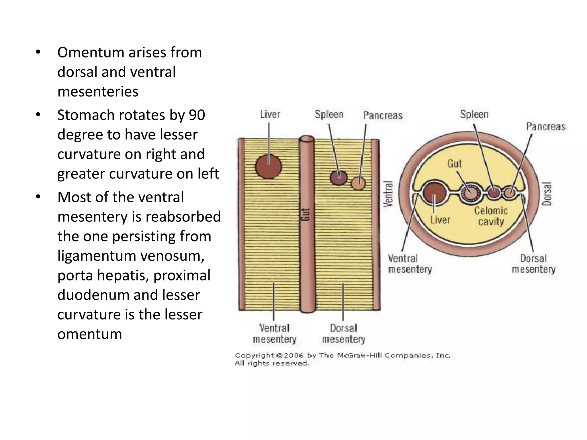 Omentum – anatomy, pathological conditions and surgical importance | PPTX