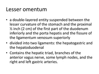 Omentum – anatomy, pathological conditions and surgical importance | PPTX