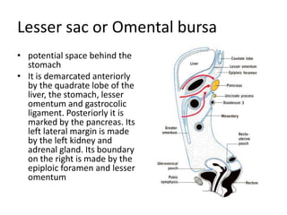 Omentum – anatomy, pathological conditions and surgical importance | PPTX