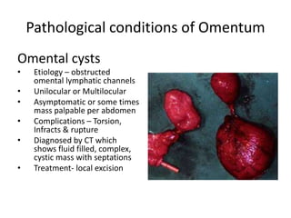 Omentum – anatomy, pathological conditions and surgical importance | PPTX