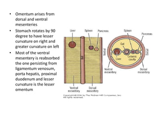 Omentum – anatomy, pathological conditions and surgical importance | PPTX