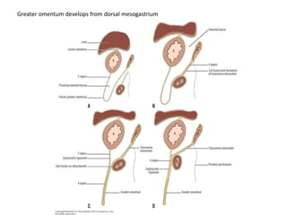 Omentum – anatomy, pathological conditions and surgical importance | PPTX