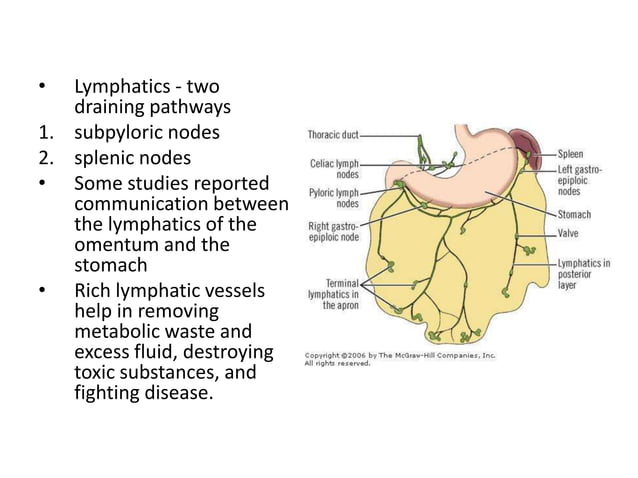 Omentum – anatomy, pathological conditions and surgical importance | PPTX