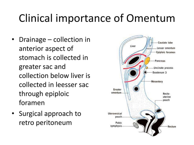 Omentum – anatomy, pathological conditions and surgical importance | PPT