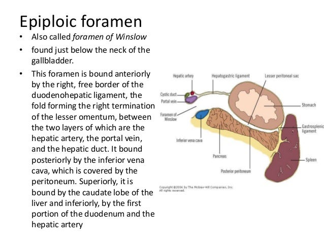 Omentum – anatomy, pathological conditions and surgical importance