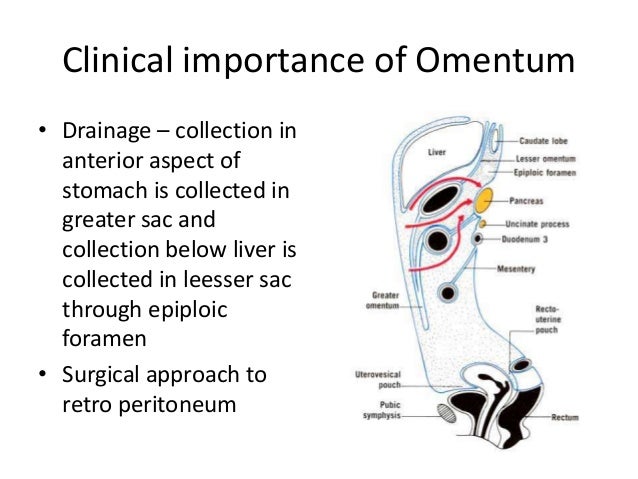 Omentum – anatomy, pathological conditions and surgical importance