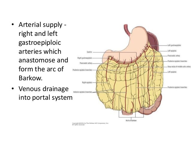 Omentum – anatomy, pathological conditions and surgical importance