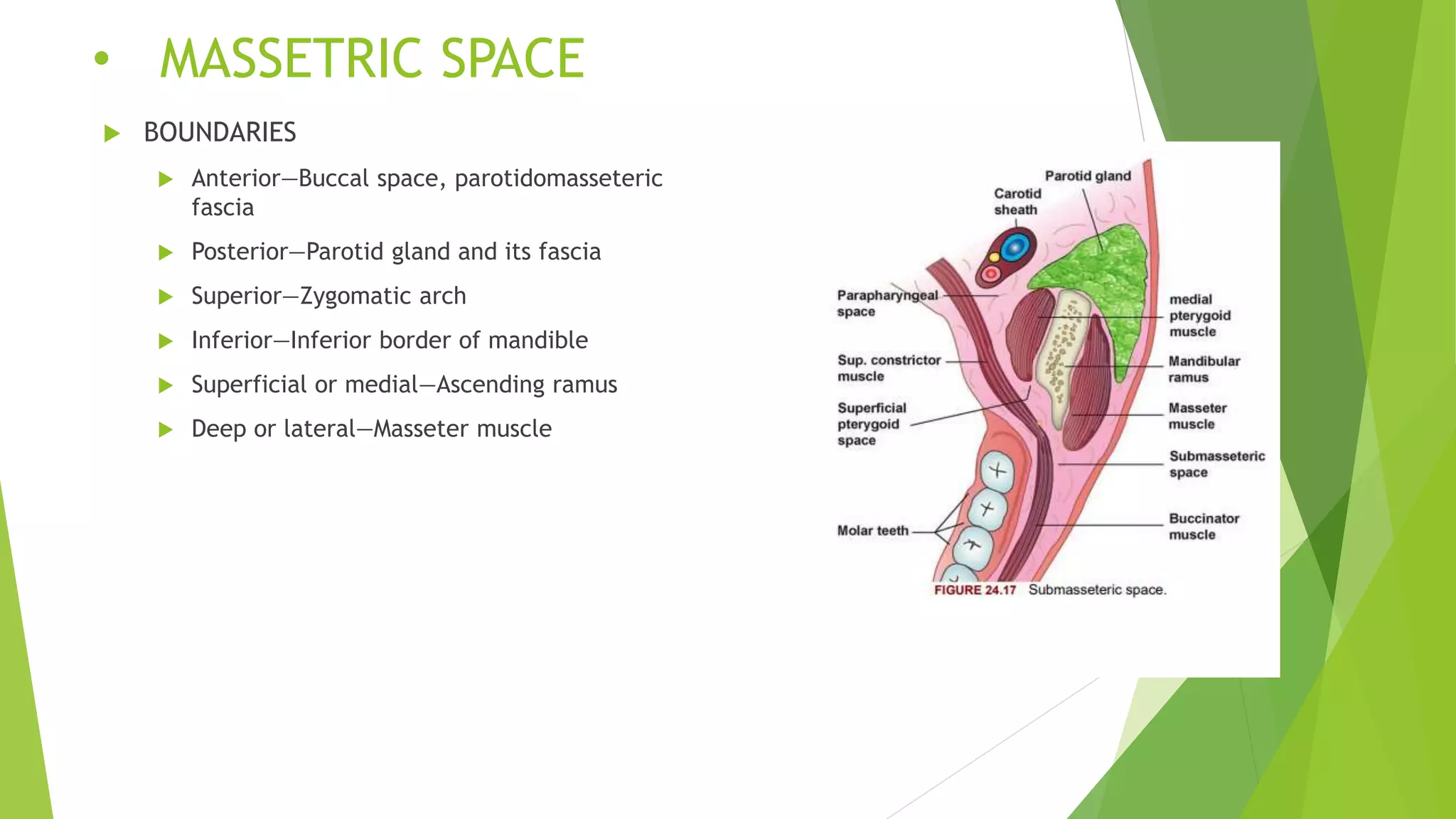 OMFS mandibular space infection.pptx