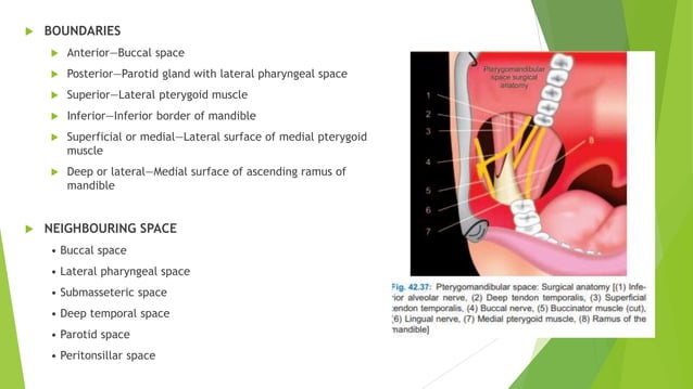 OMFS mandibular space infection.pptx