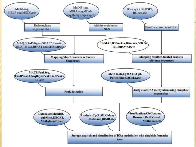 Omics era | PPTX | Biotech and Biomedical Industry | Industries