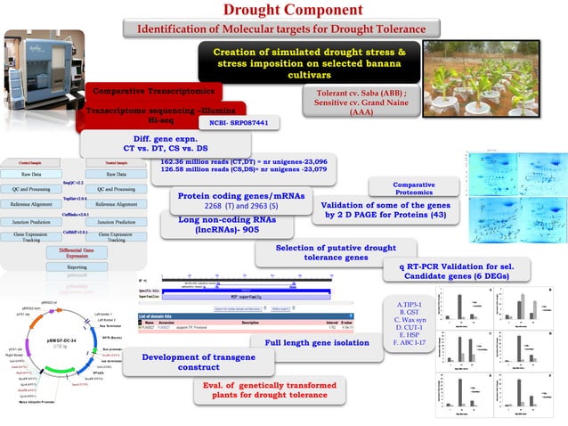 Omics for crop improvement (new) | PDF | Biotech and Biomedical Industry | Industries