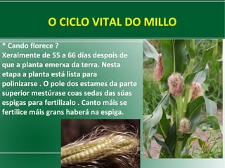 O millo | PPT