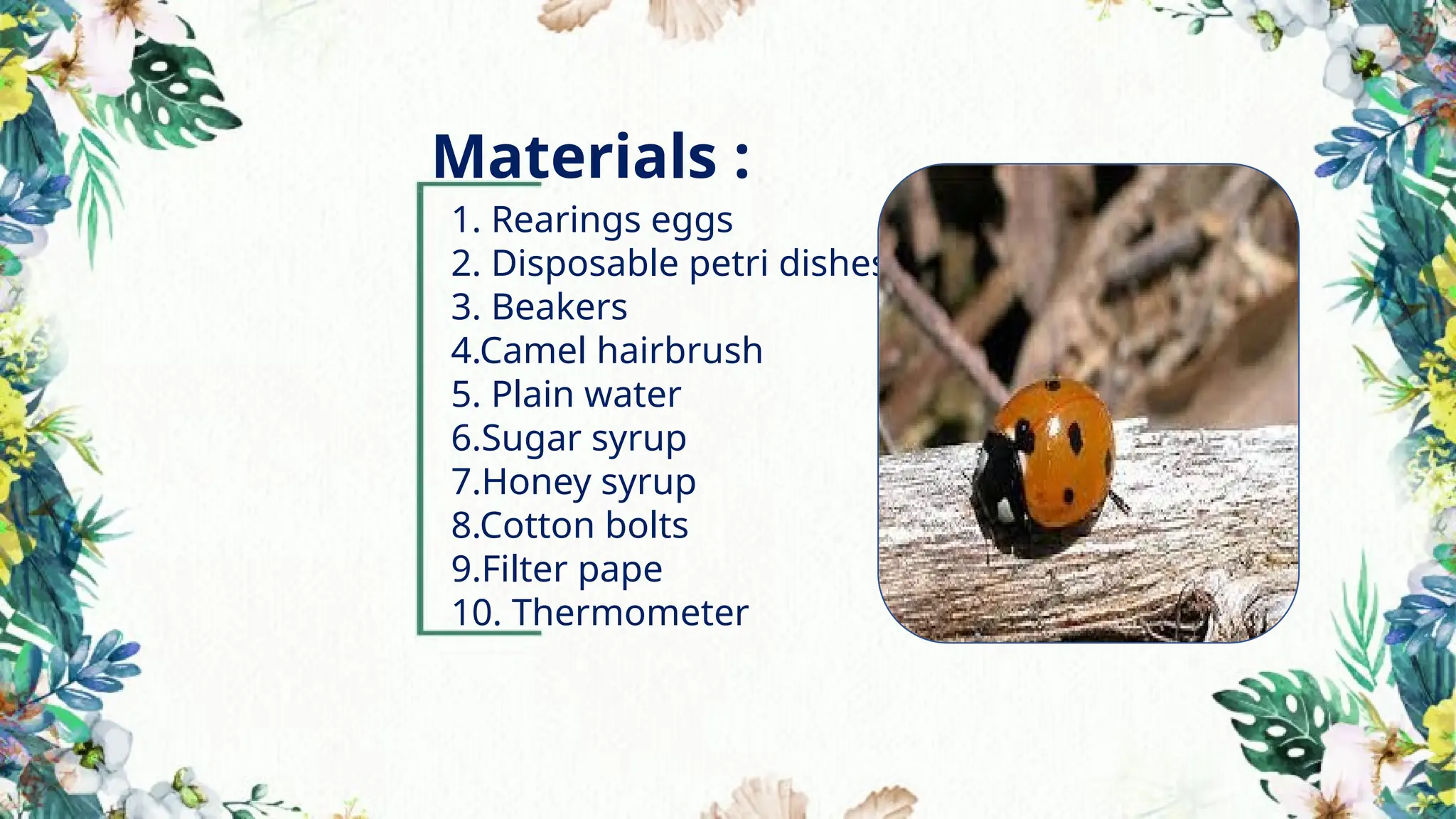 lady bird neetle mass production ento.pptx