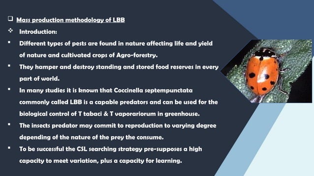 lady bird neetle mass production ento.pptx