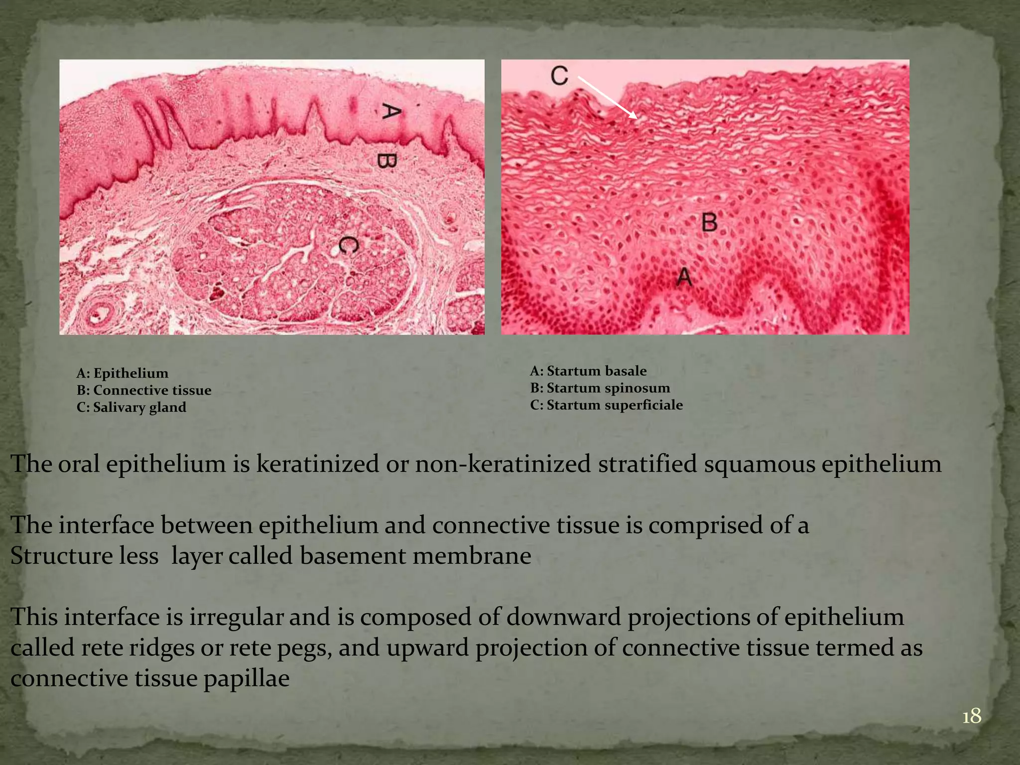 Oral mucous membrane | PPTX