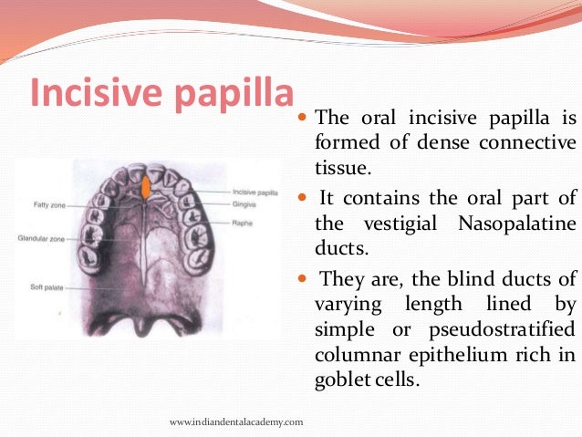 oral mucous membranes-2 /certified fixed orthodontic courses by India…