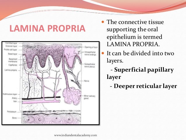 Lamina Propria Histology Tongue