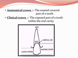oral mucous membranes-6 /certified fixed orthodontic courses by Indian ...
