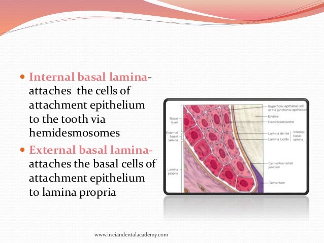 Internal Basal Lamina Chapter 2: Epithelial Tissue – Histology: An