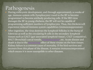 Gumboro Disease | PDF
