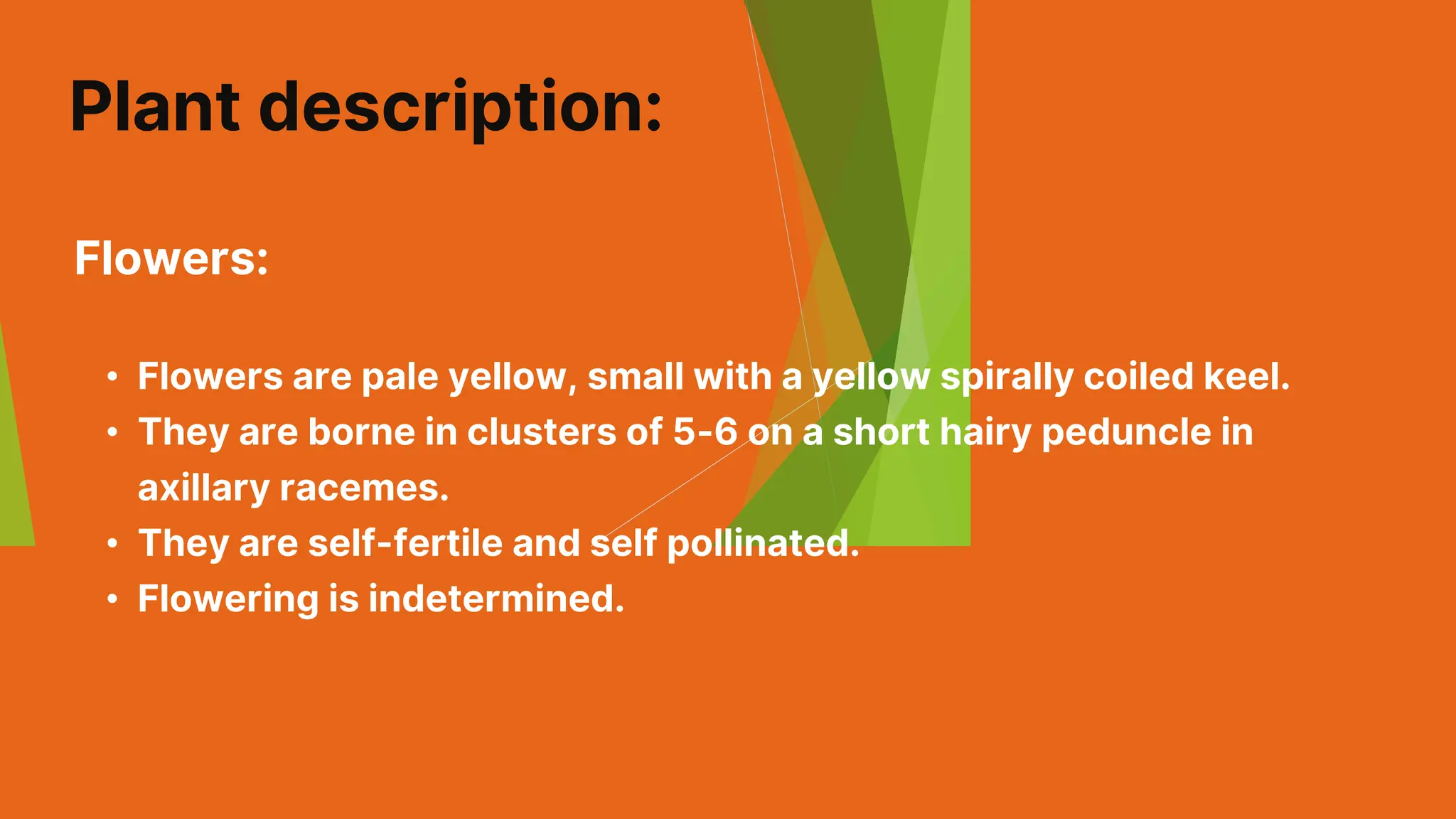 Black gram floral biology and plant description | PPTX