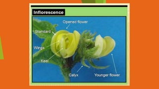 Black gram floral biology and plant description | PPTX