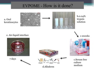 Oral mucosal tissue engineering | PPTX | Dental Health | Diseases and ...