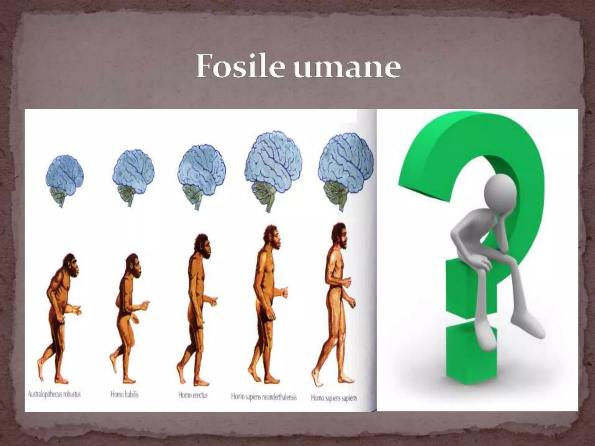 Omul conform creationismului | PPT