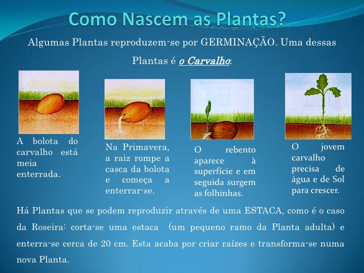 O mundo das plantas