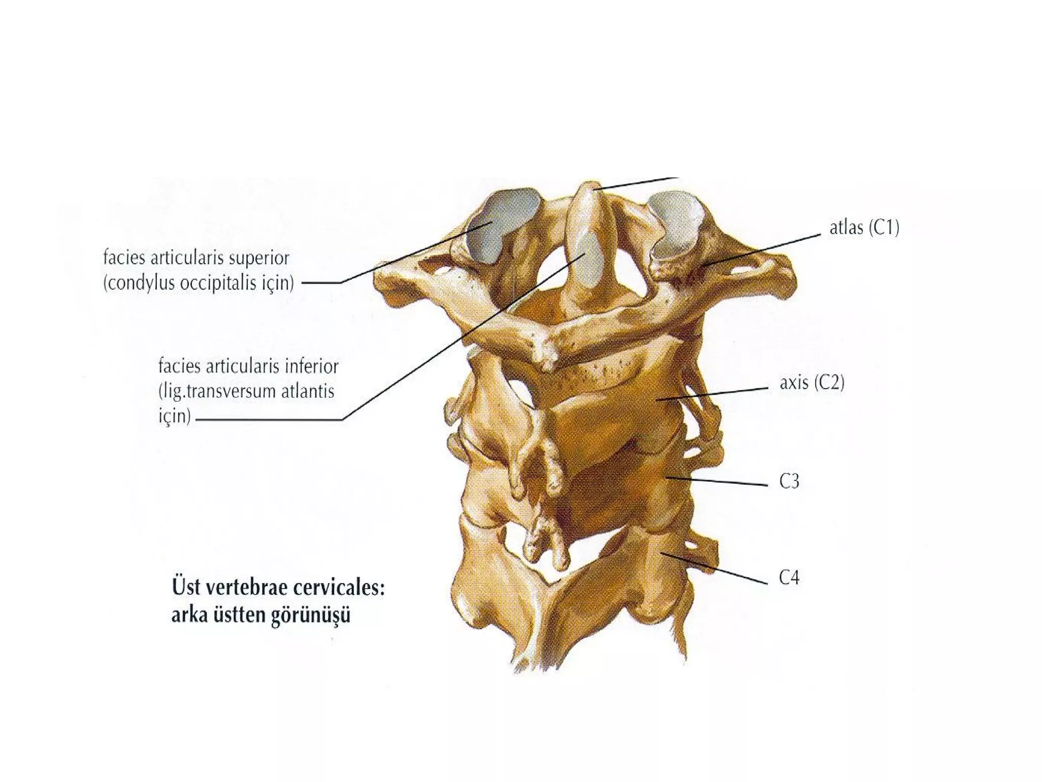 Omurga anatomi̇si̇ | PPT