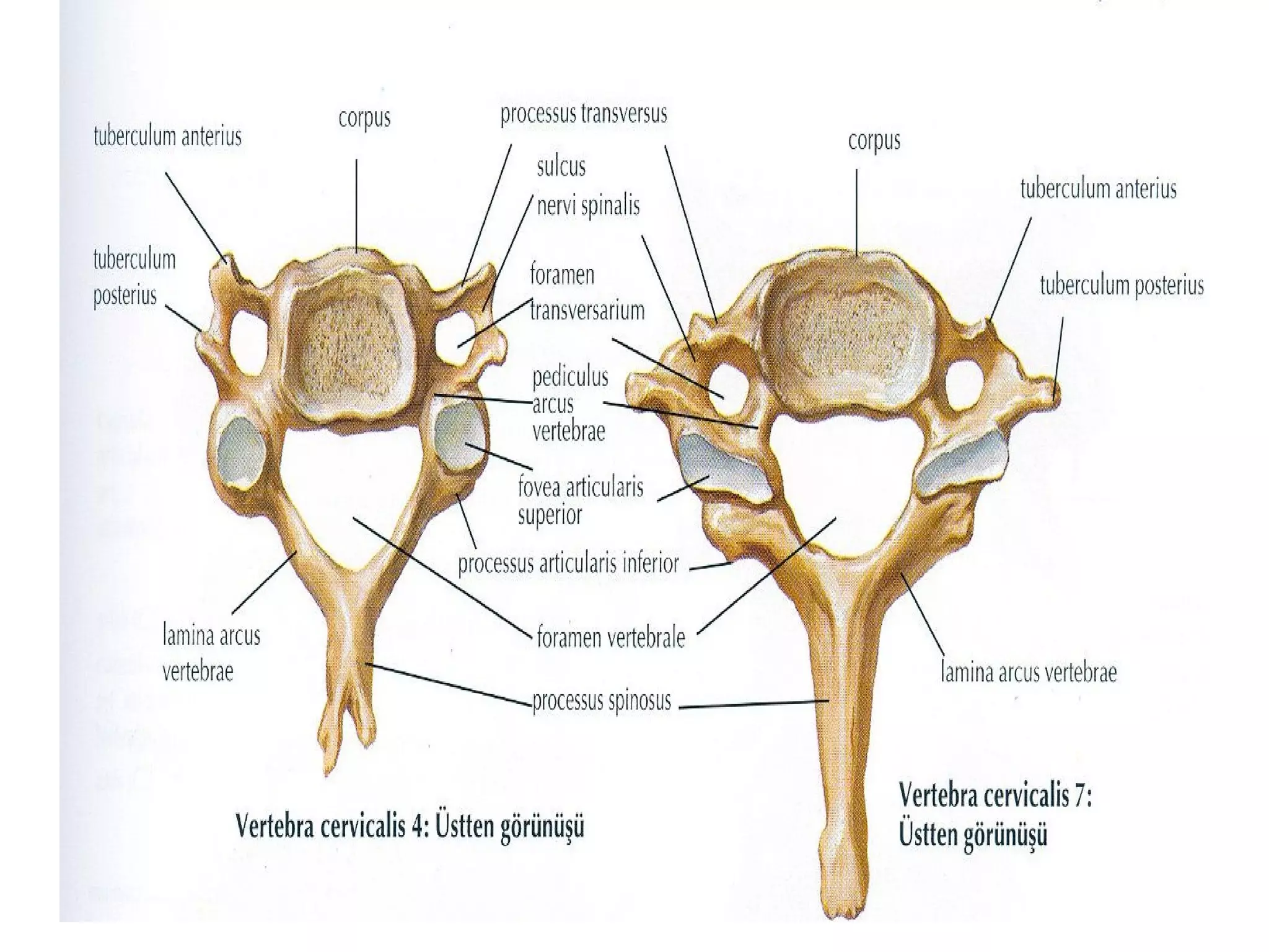 Omurga anatomi̇si̇ | PPT