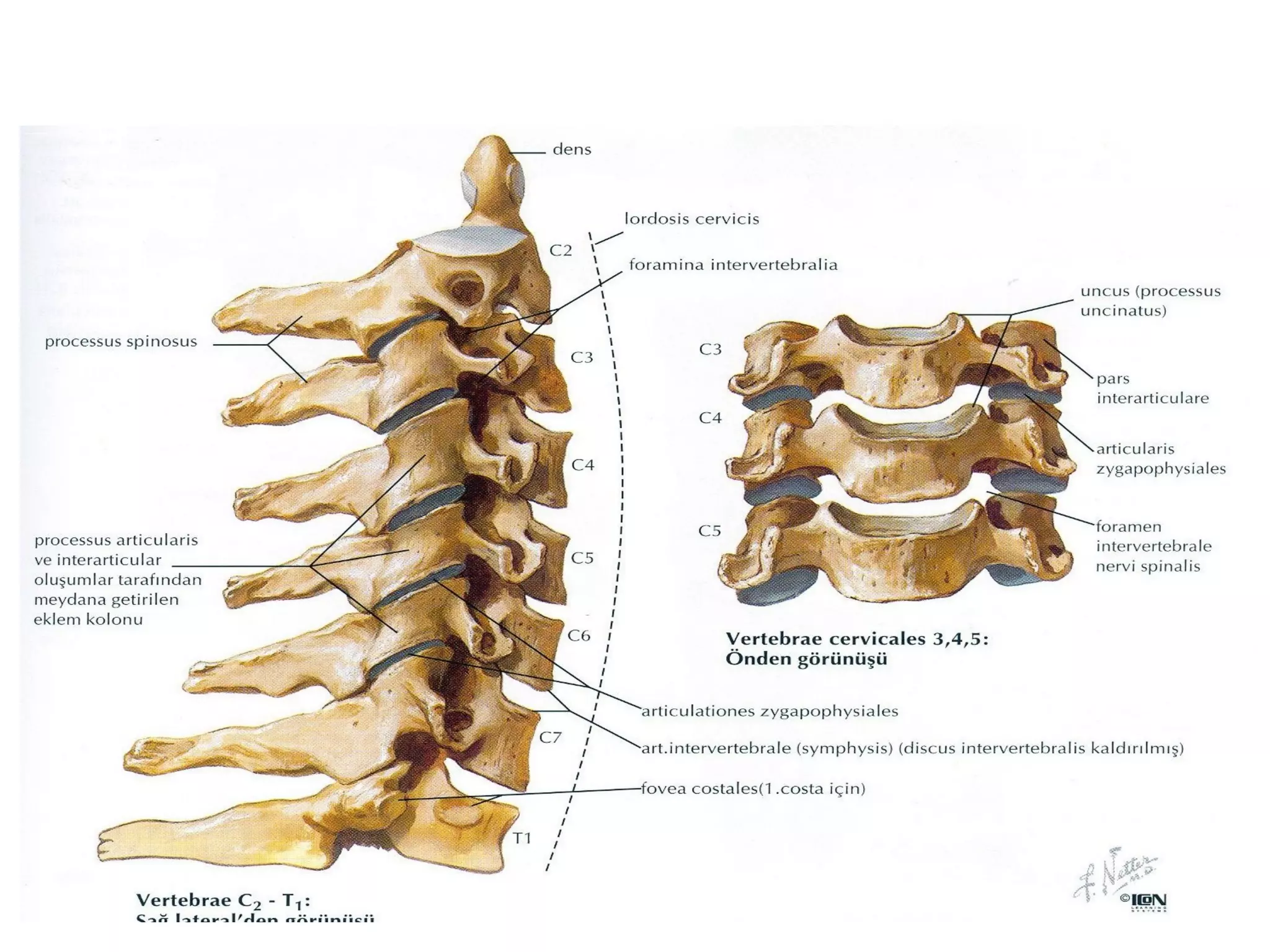 Omurga anatomi̇si̇ | PPT