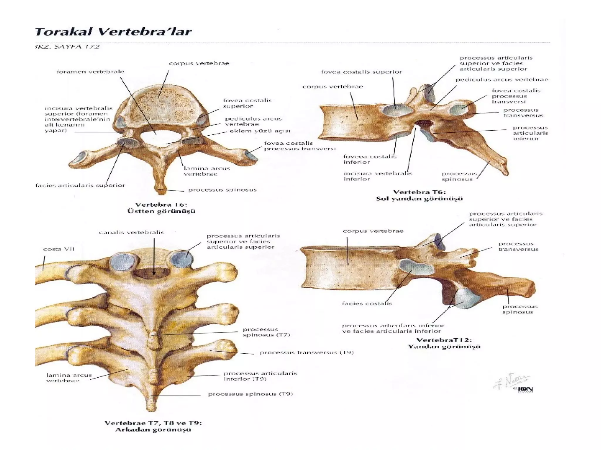 Omurga anatomi̇si̇ | PPT