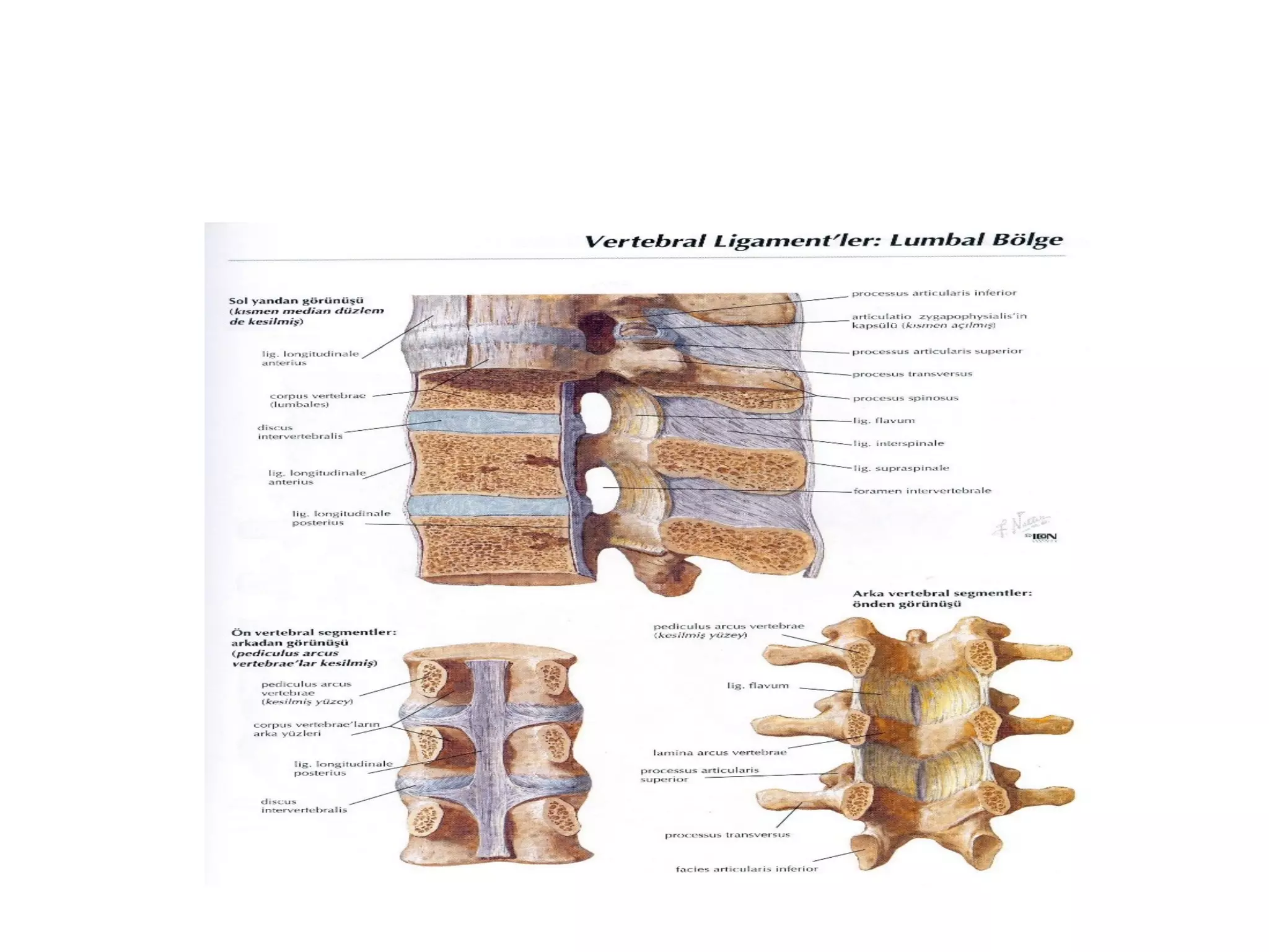 Omurga anatomi̇si̇ | PPT