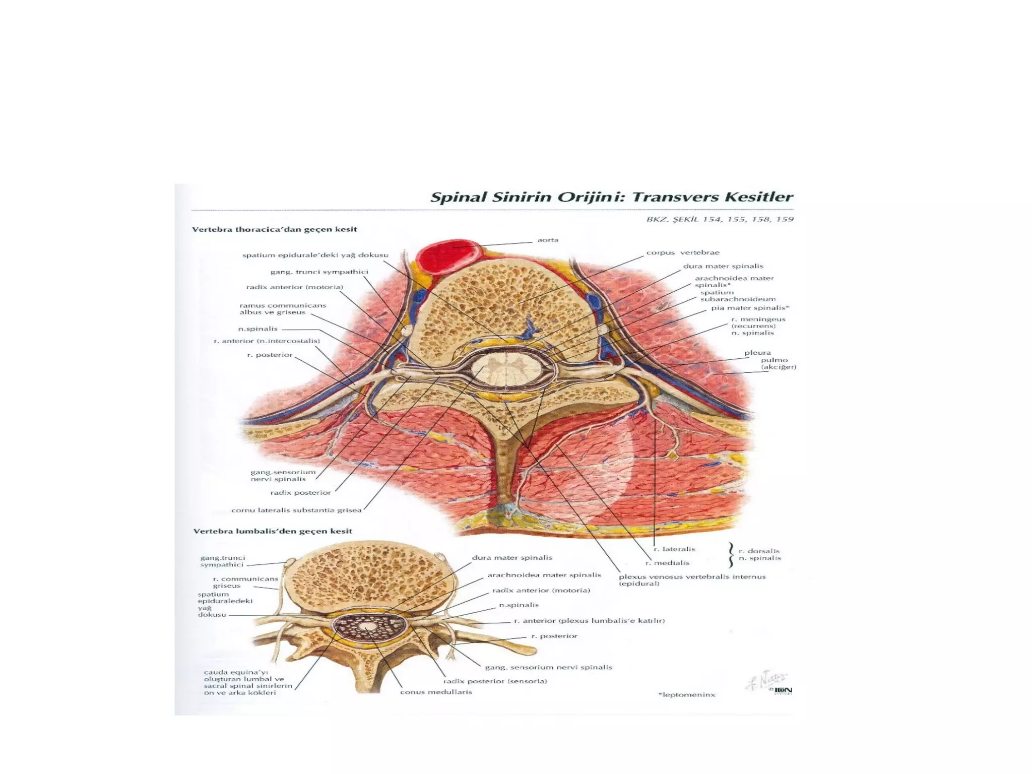 Omurga anatomi̇si̇ | PPT