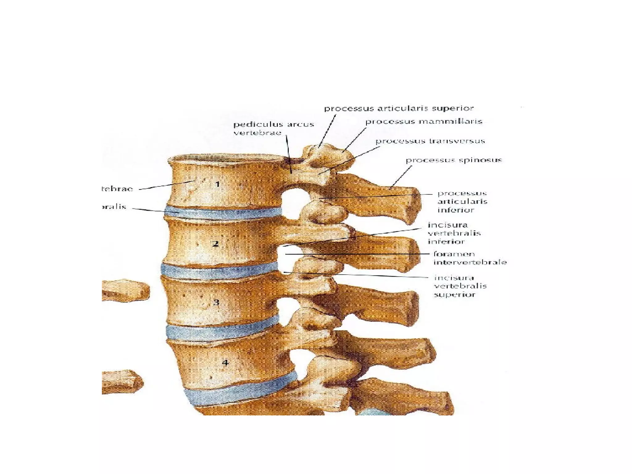 Omurga anatomi̇si̇ | PPT