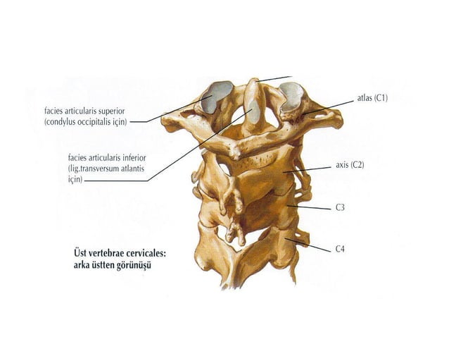 Omurga anatomi̇si̇ | PPT