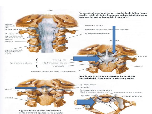 Omurga anatomi̇si̇ | PPT