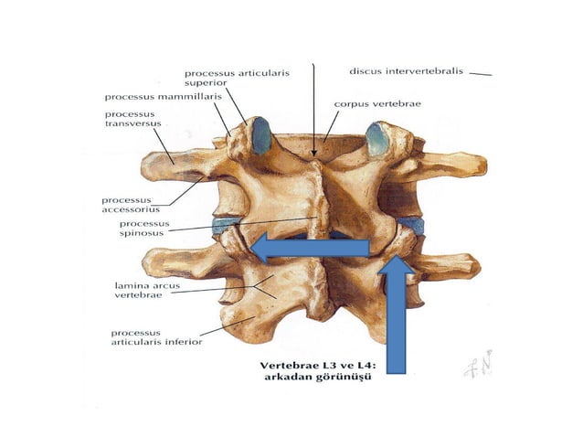 Omurga anatomi̇si̇ | PPT
