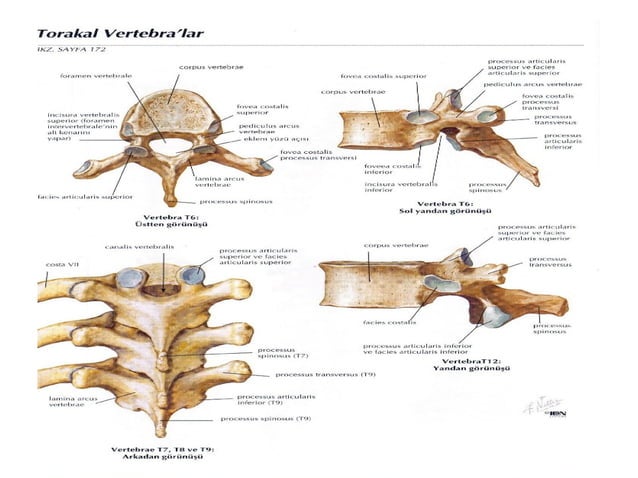 Omurga anatomi̇si̇ | PPT