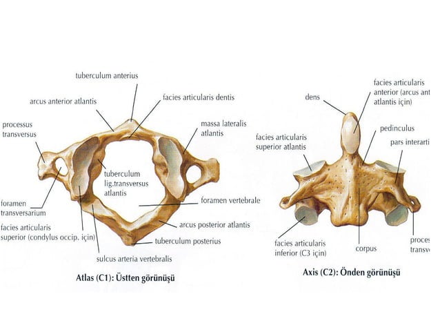 Omurga anatomi̇si̇ | PPT