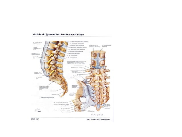 Omurga anatomi̇si̇ | PPT