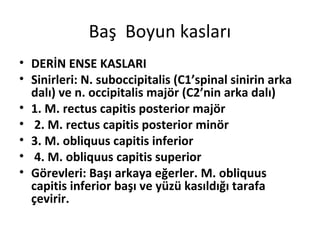 Omurga anatomi̇si̇ | PPT