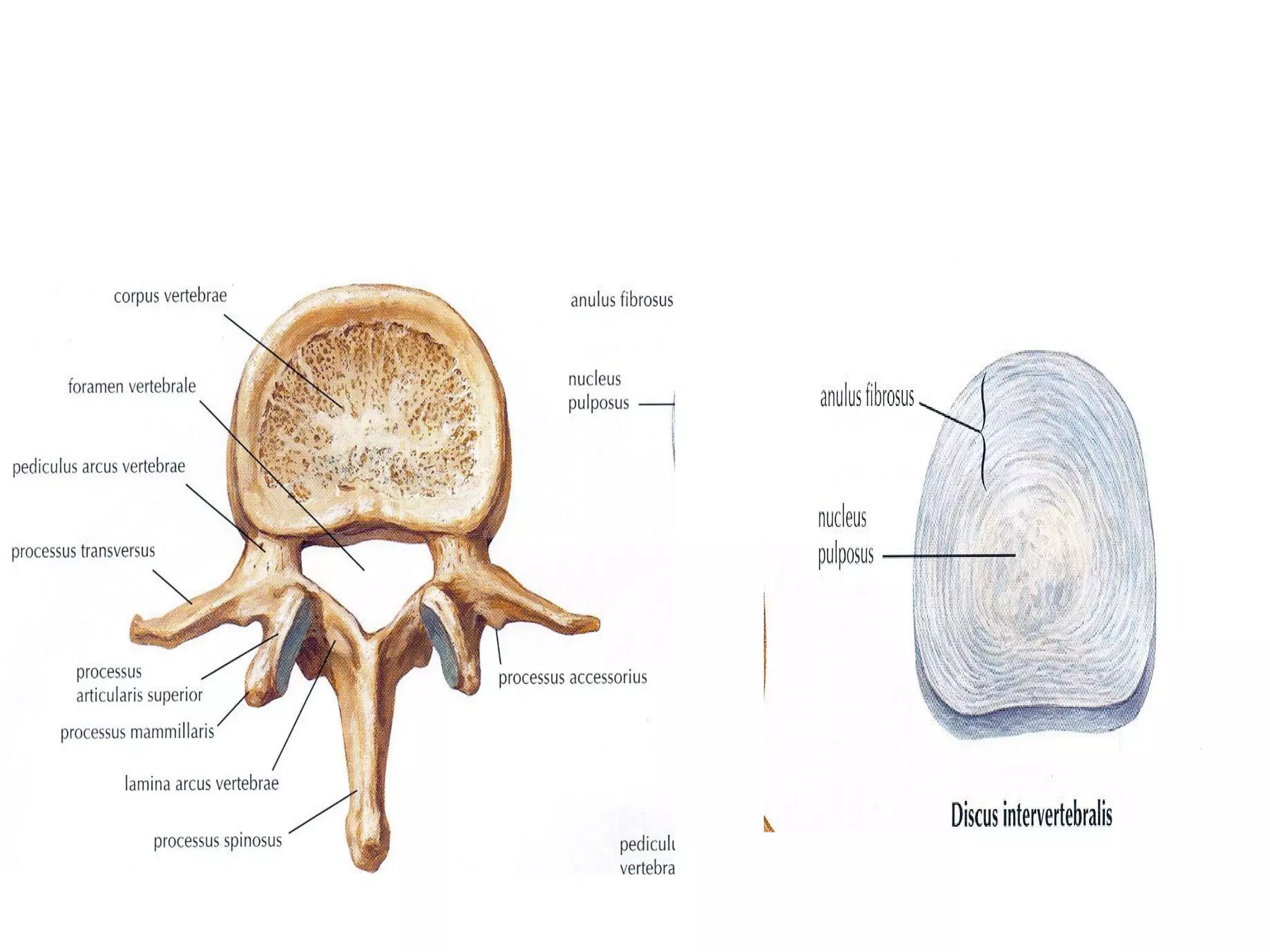 Omurga anatomi̇si̇ | PPT